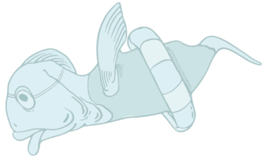 魚事者Fisholic | Official Website